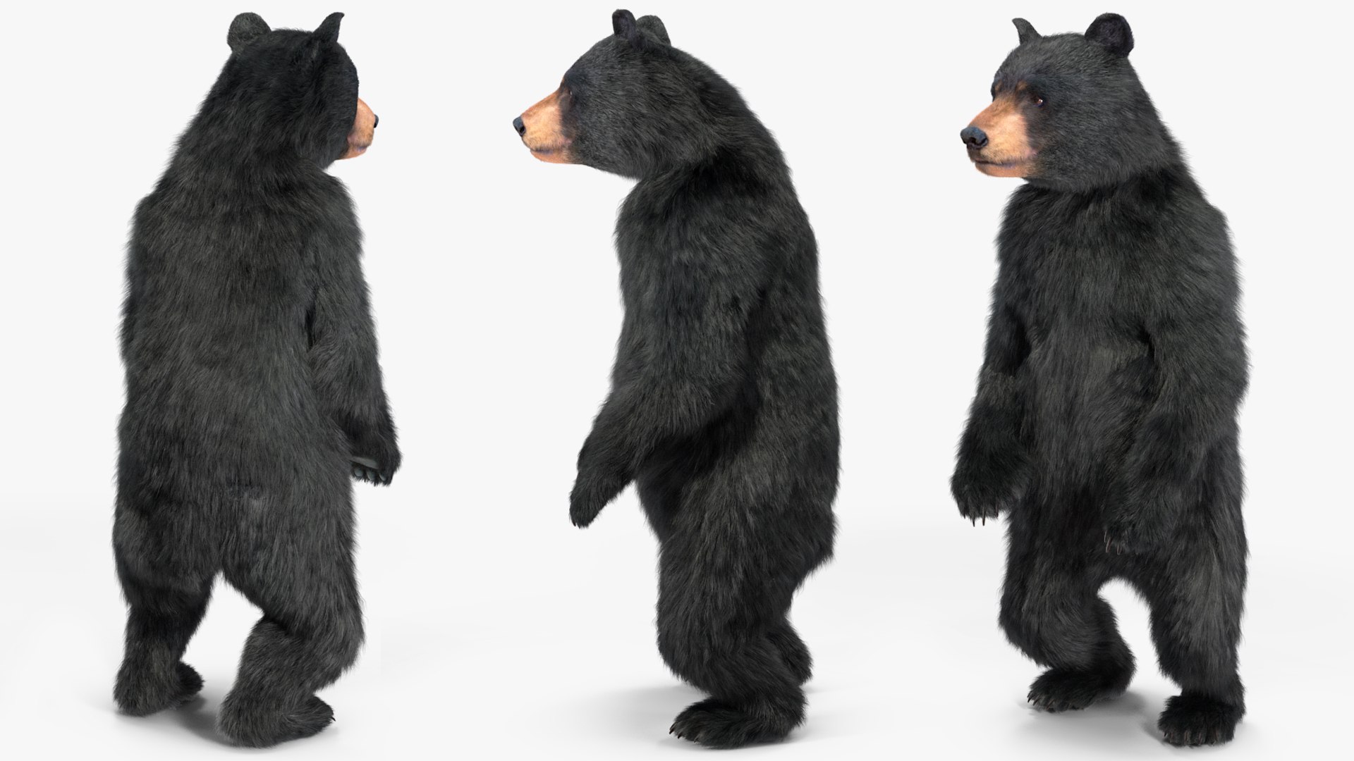Standing Young Black Bear Fur 3D Model - TurboSquid 2255016