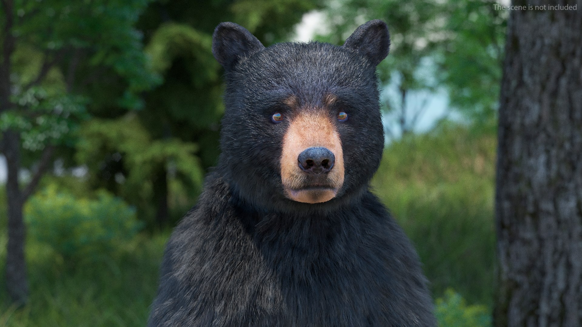 Standing Young Black Bear Fur 3D Model - TurboSquid 2255016