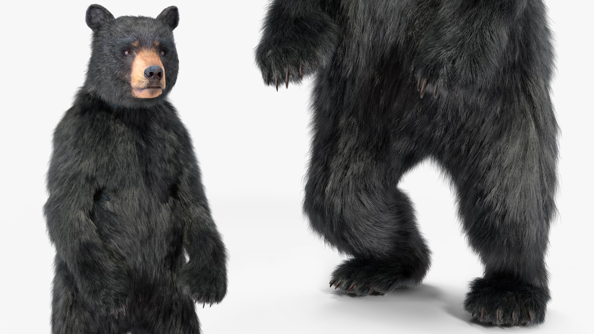 Standing Young Black Bear Fur 3D Model - TurboSquid 2255016