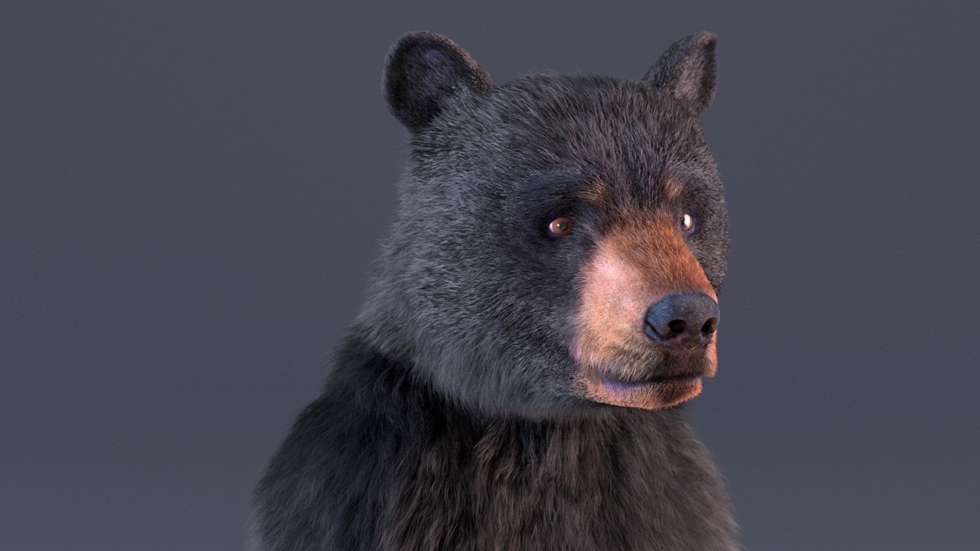 Standing Young Black Bear Fur 3D Model - TurboSquid 2255016
