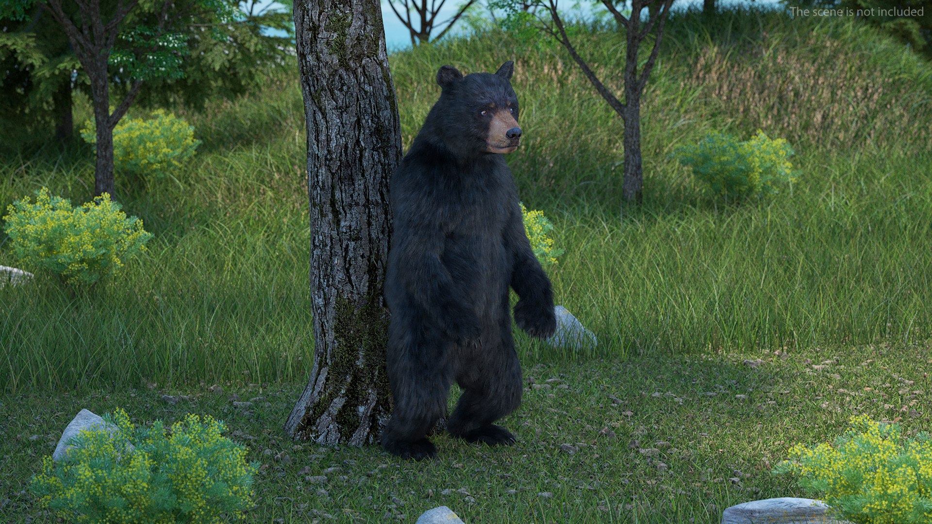 Standing Young Black Bear Fur 3D Model - TurboSquid 2255016