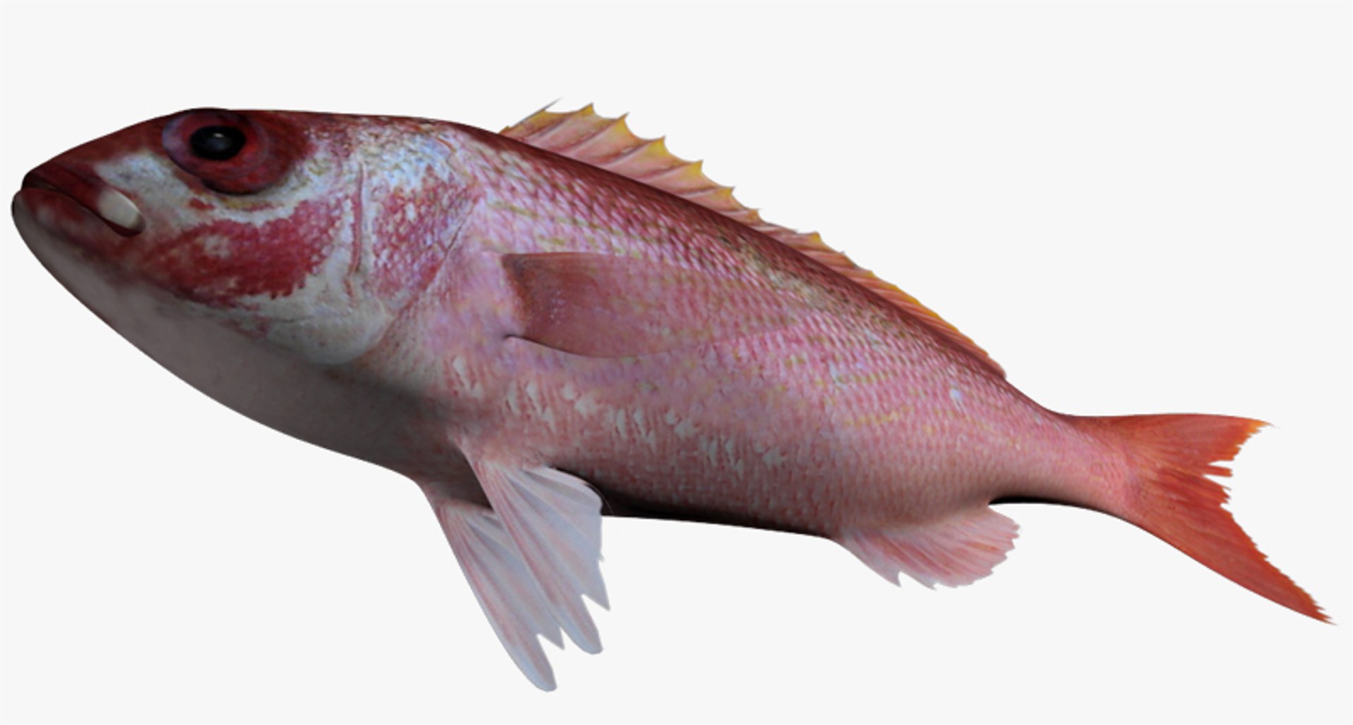 3d Ma Vermillion Snapper
