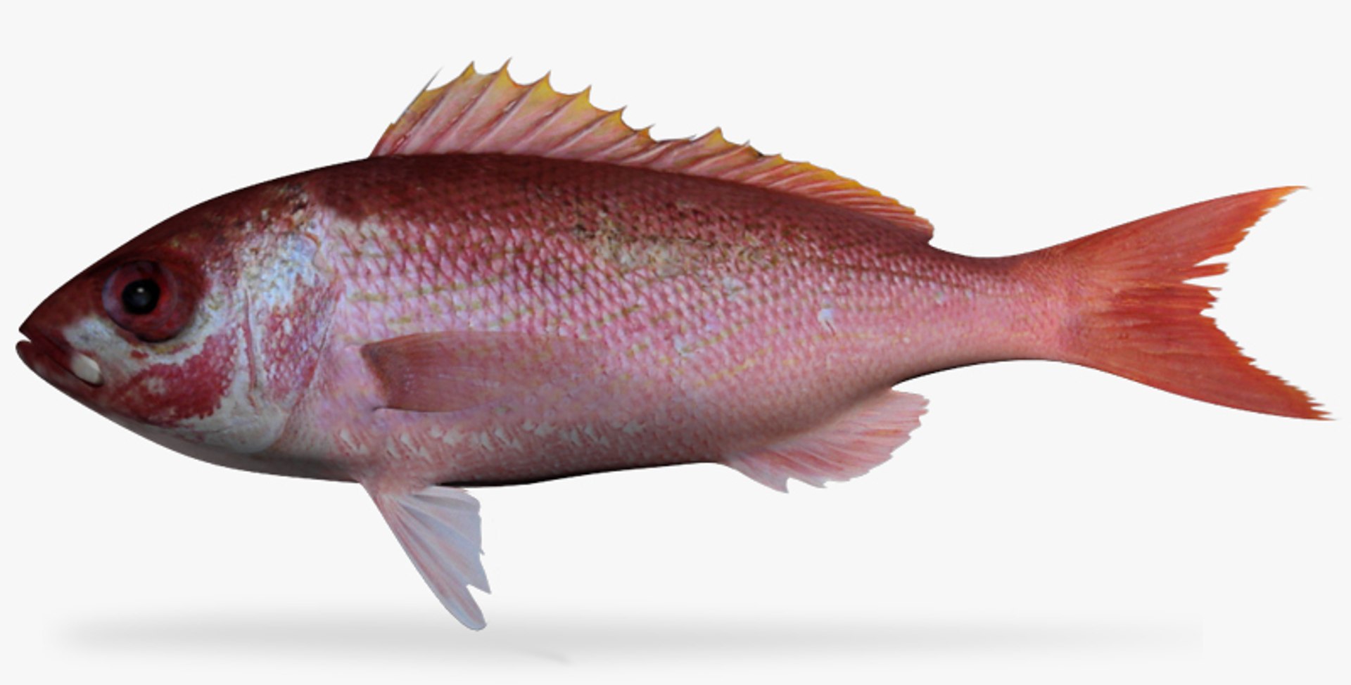 3d Ma Vermillion Snapper