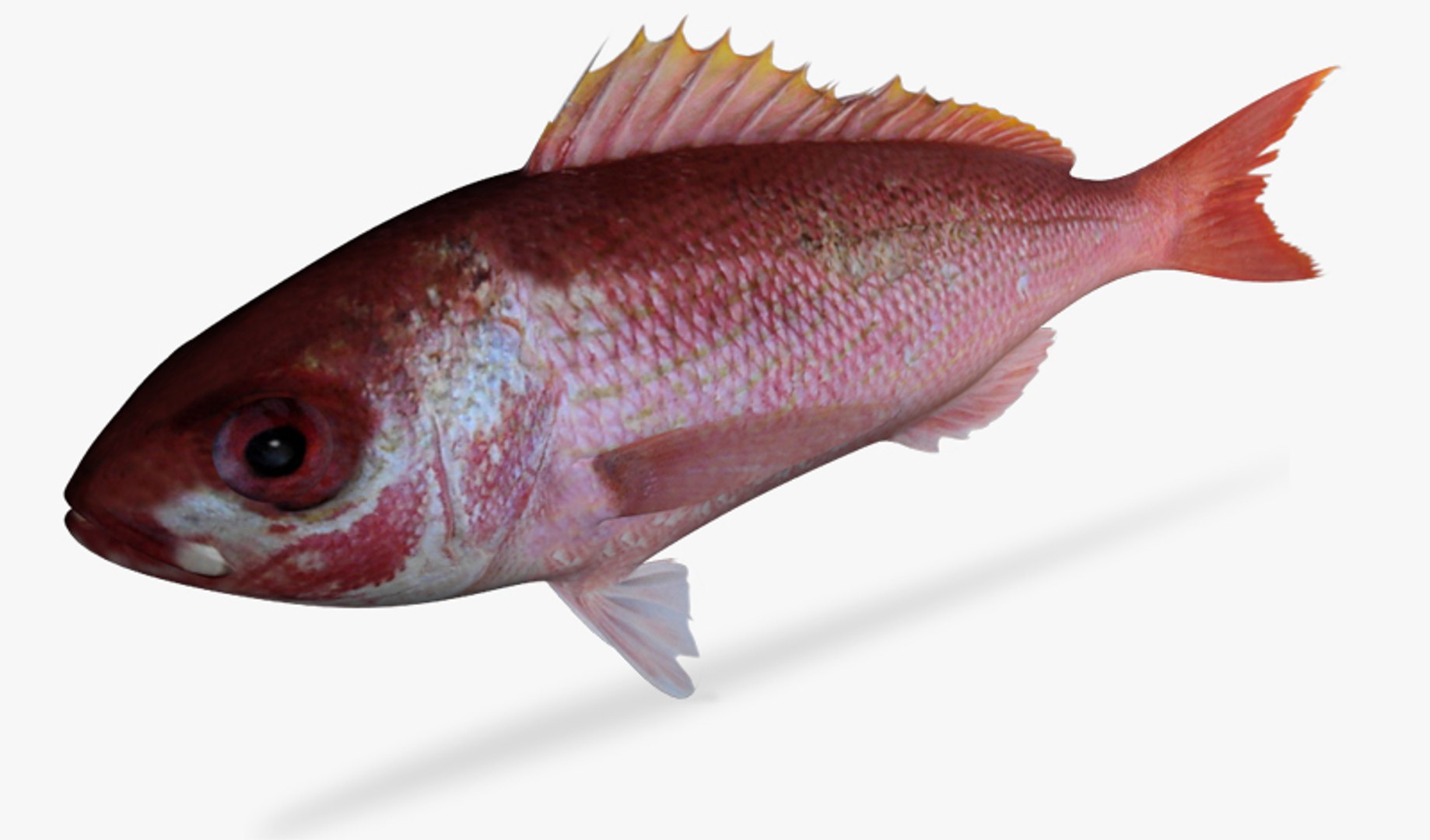 3d Ma Vermillion Snapper