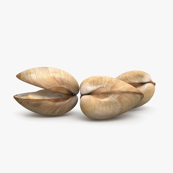 modelo 3d Clam - TurboSquid 1920178