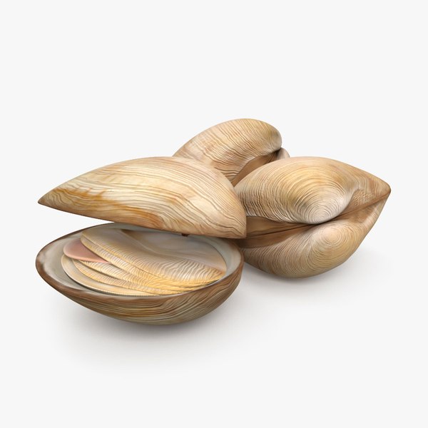 Clam 3D 모델 - TurboSquid 1920178