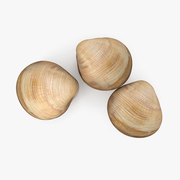 modelo 3d Clam - TurboSquid 1920178