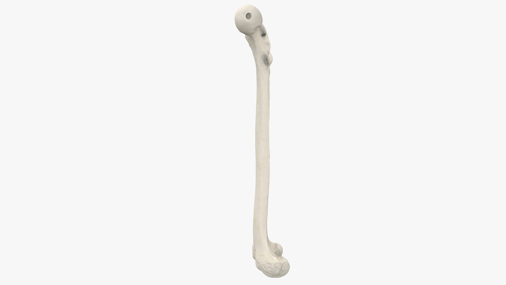 3D Real Humerus Bone Model - TurboSquid 2036505