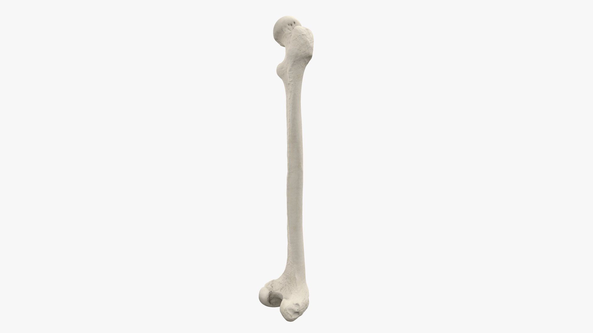 3D Real Humerus Bone Model - TurboSquid 2036505