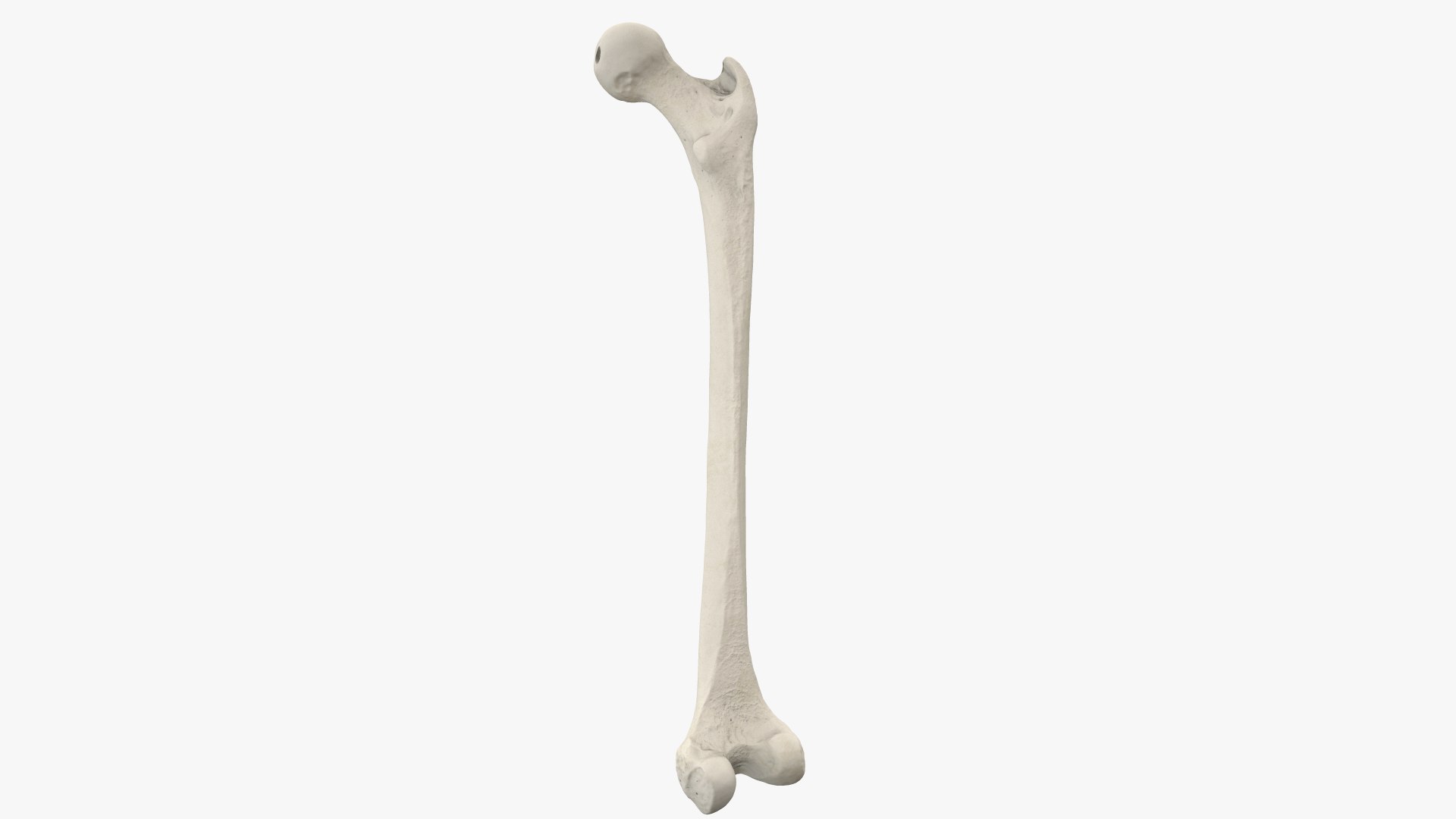 3D Real Humerus Bone Model - TurboSquid 2036505