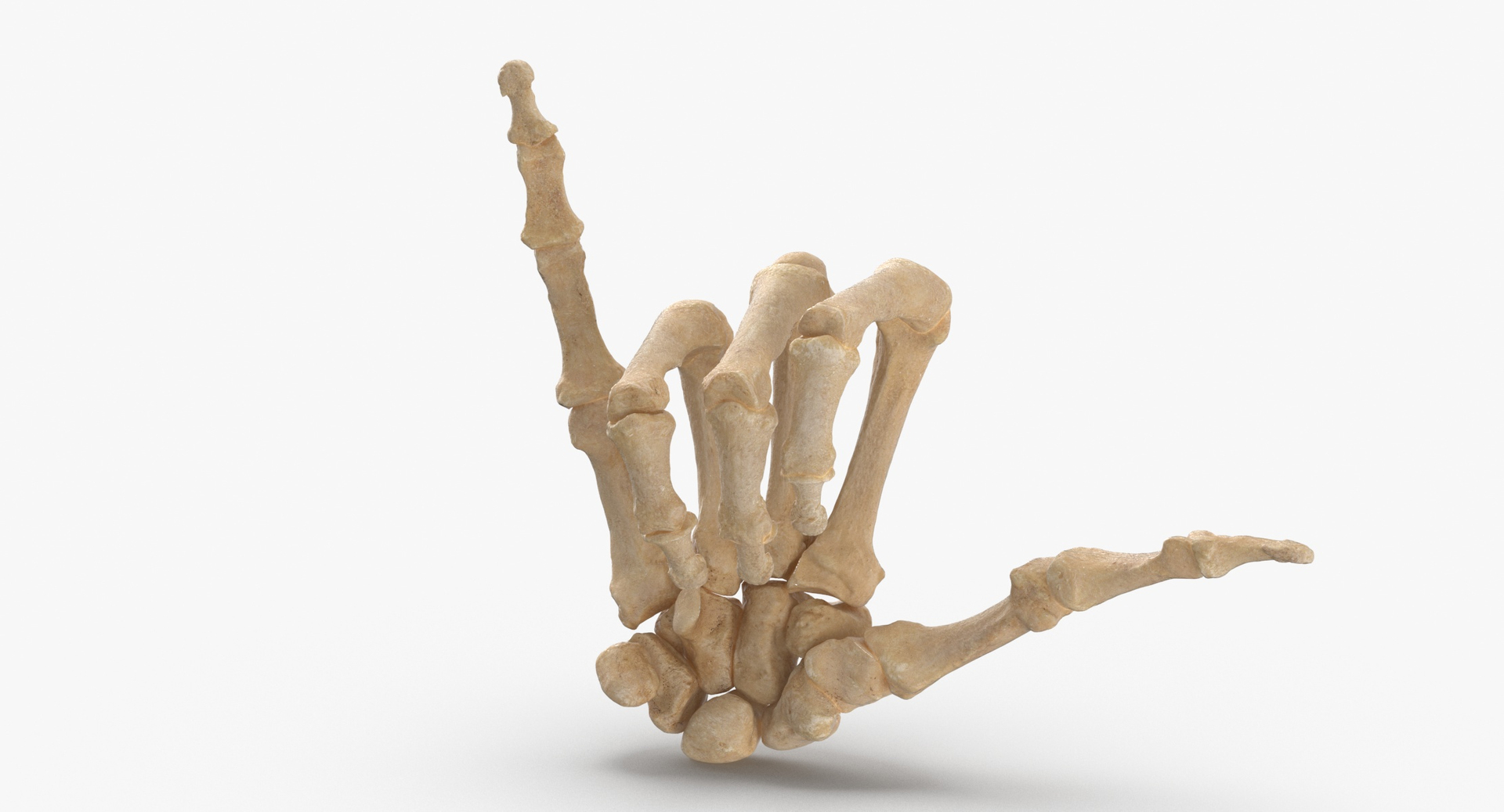 Human Hand Bones Hang Model - TurboSquid 1610617