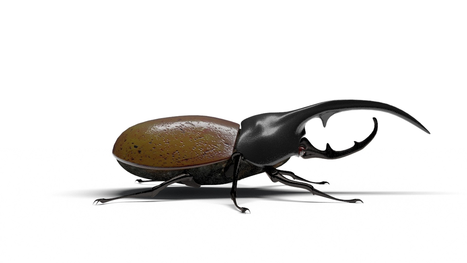 Max Hercules Beetle