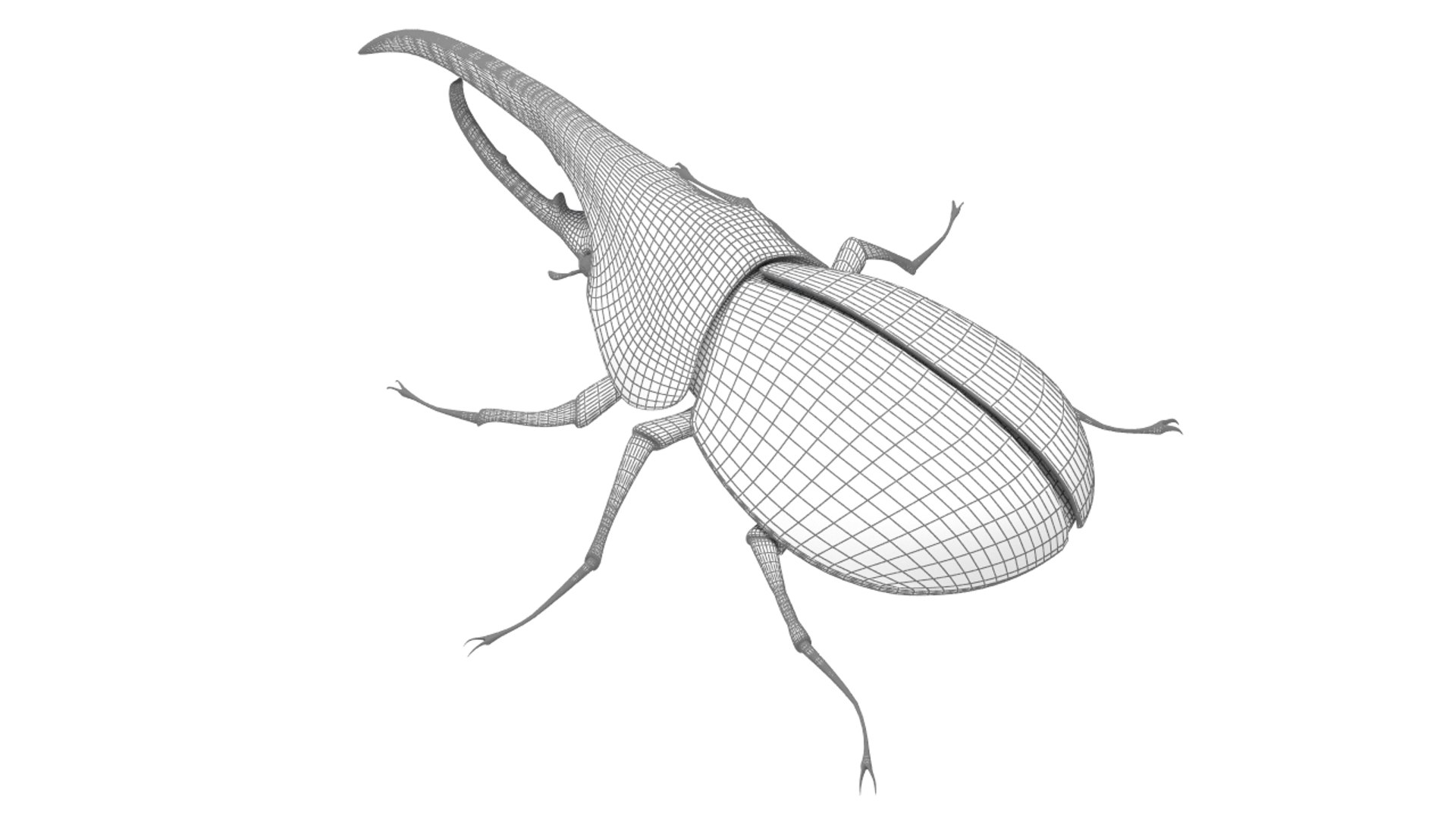 Max Hercules Beetle