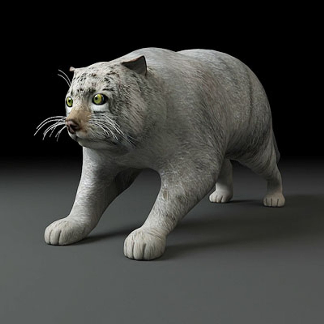 3d Model Manul Pallas Cat