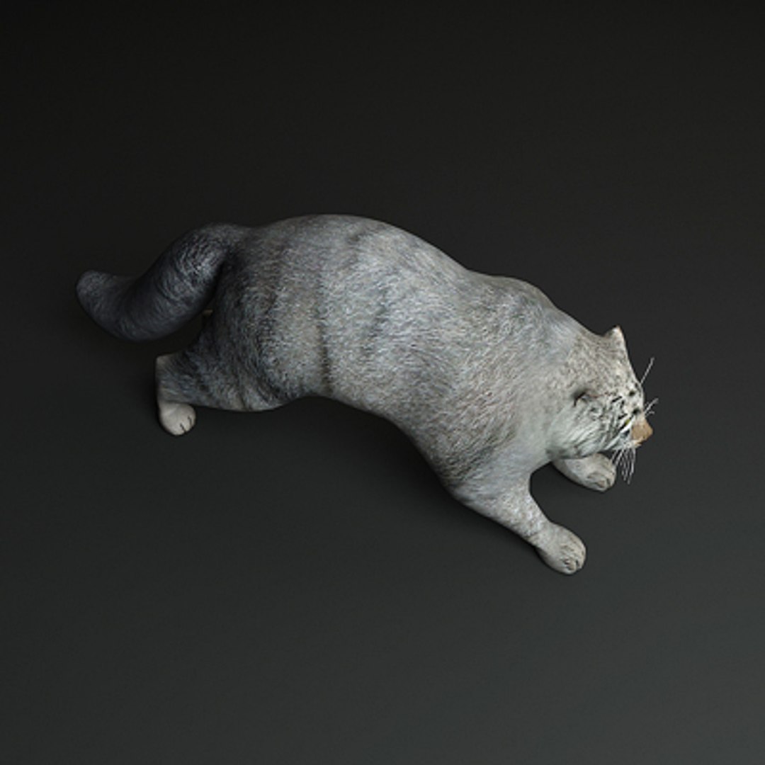 3d Model Manul Pallas Cat