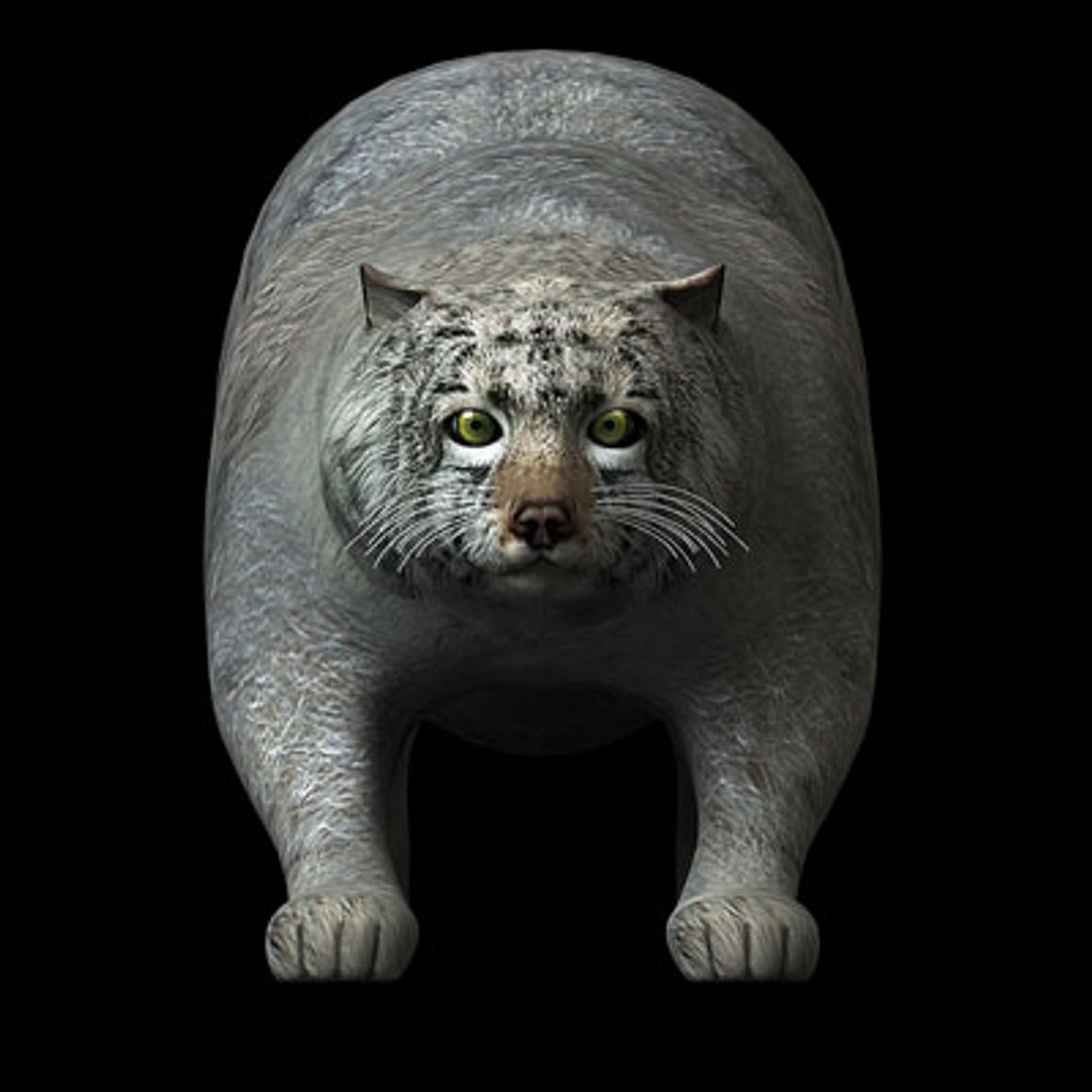 3d Model Manul Pallas Cat