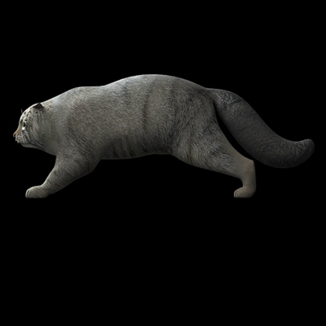 3d Model Manul Pallas Cat