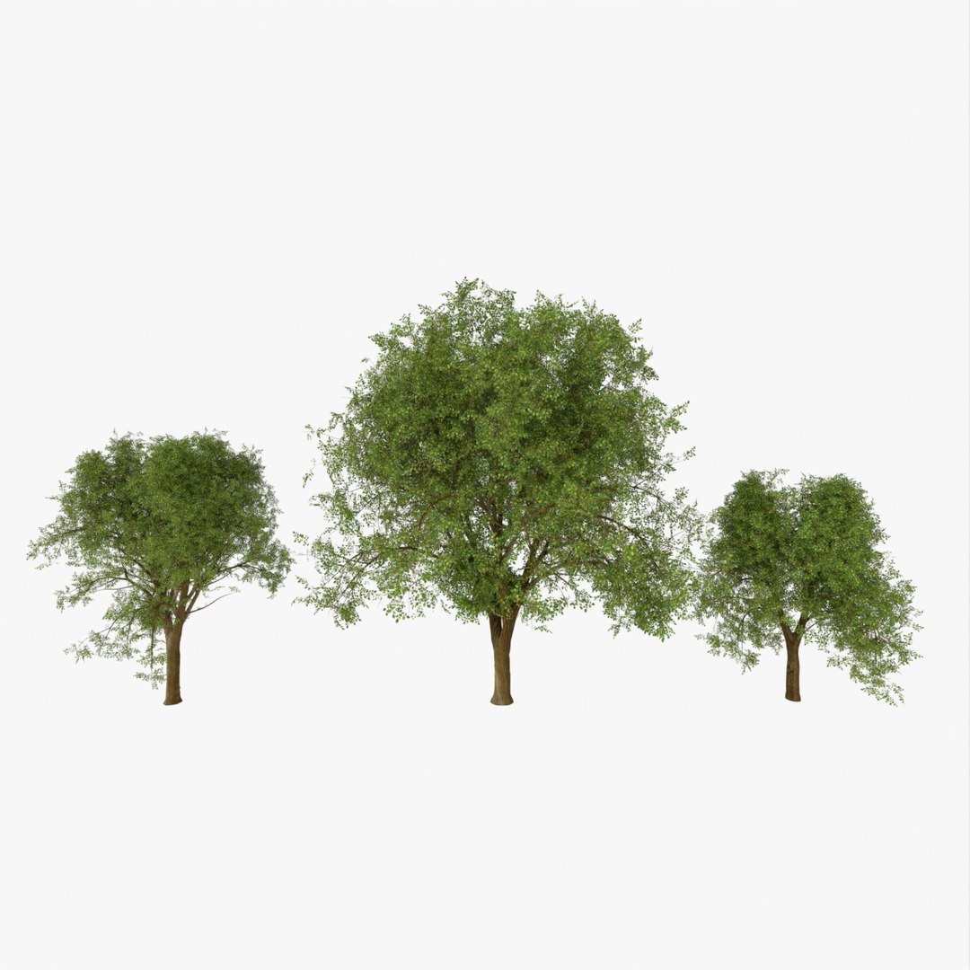 3D Trees 3 Pices High Quality 3D - TurboSquid 1981981