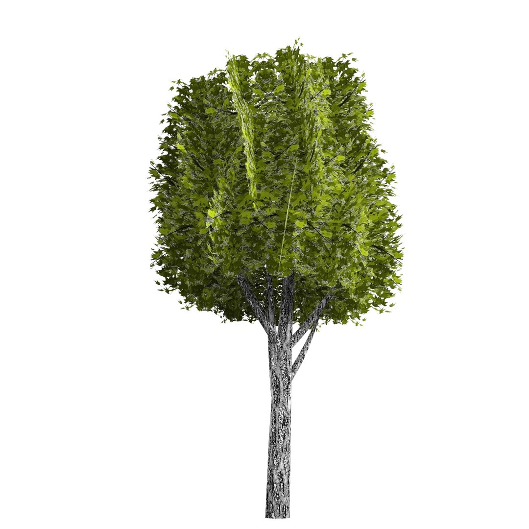 3d Pc Tree Model