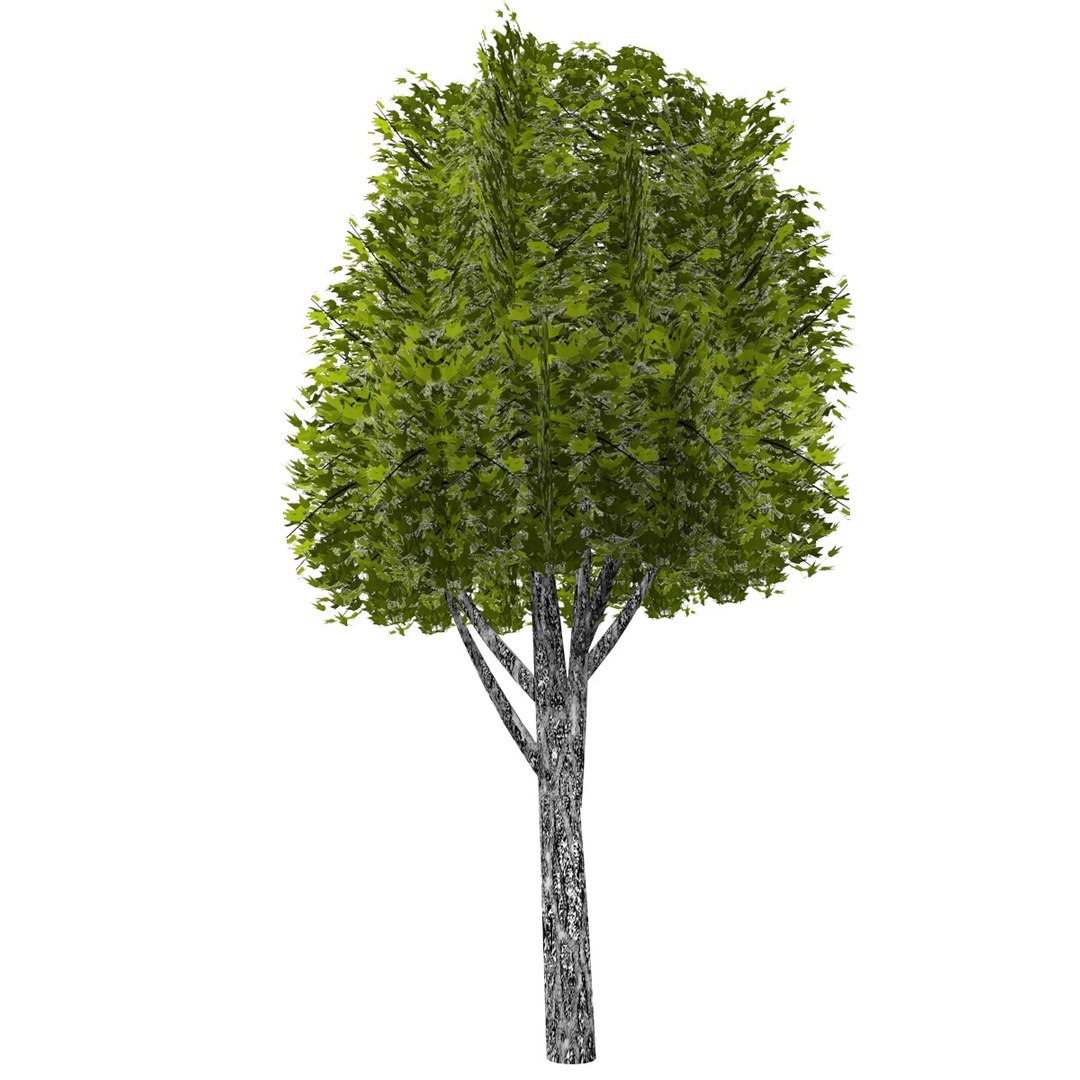 3d Pc Tree Model