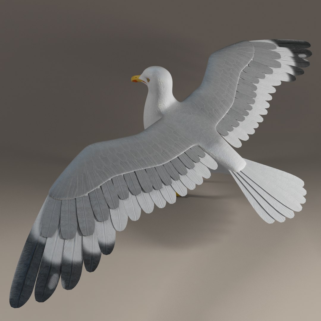 Seagull Standing Wings 3d C4d