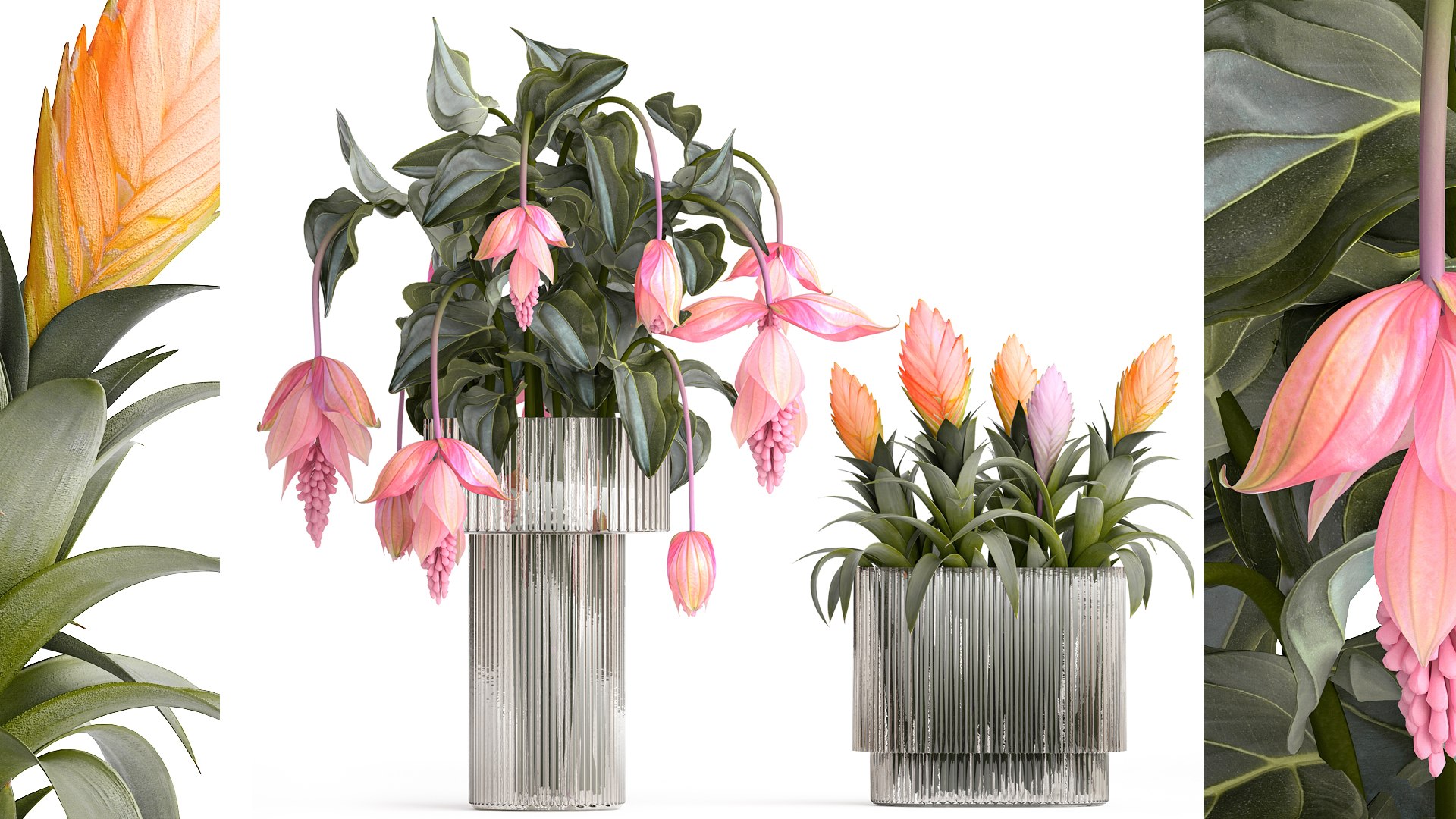 Bouquet Of Exotic Pink Flowers With Medinilla Bromelia 410 3D Model ...