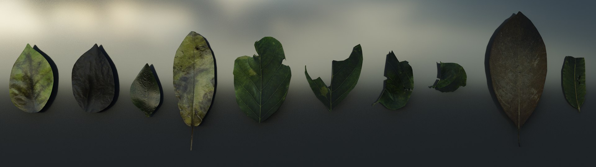 Pack 10 Leaves 3D Model - TurboSquid 1645335