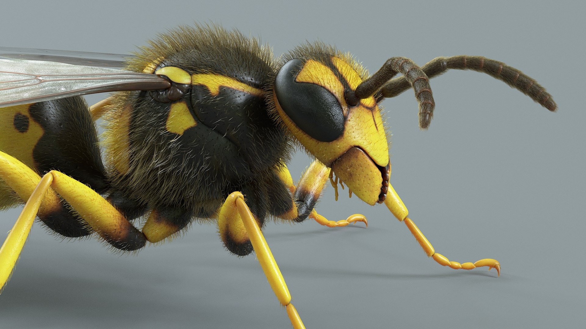3D Wasp Vespula Vulgaris Xgen - TurboSquid 2389293