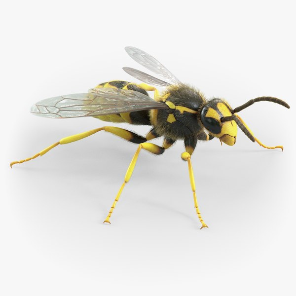 modelo 3d Avispa Vespula Vulgaris Xgen - TurboSquid 2389293