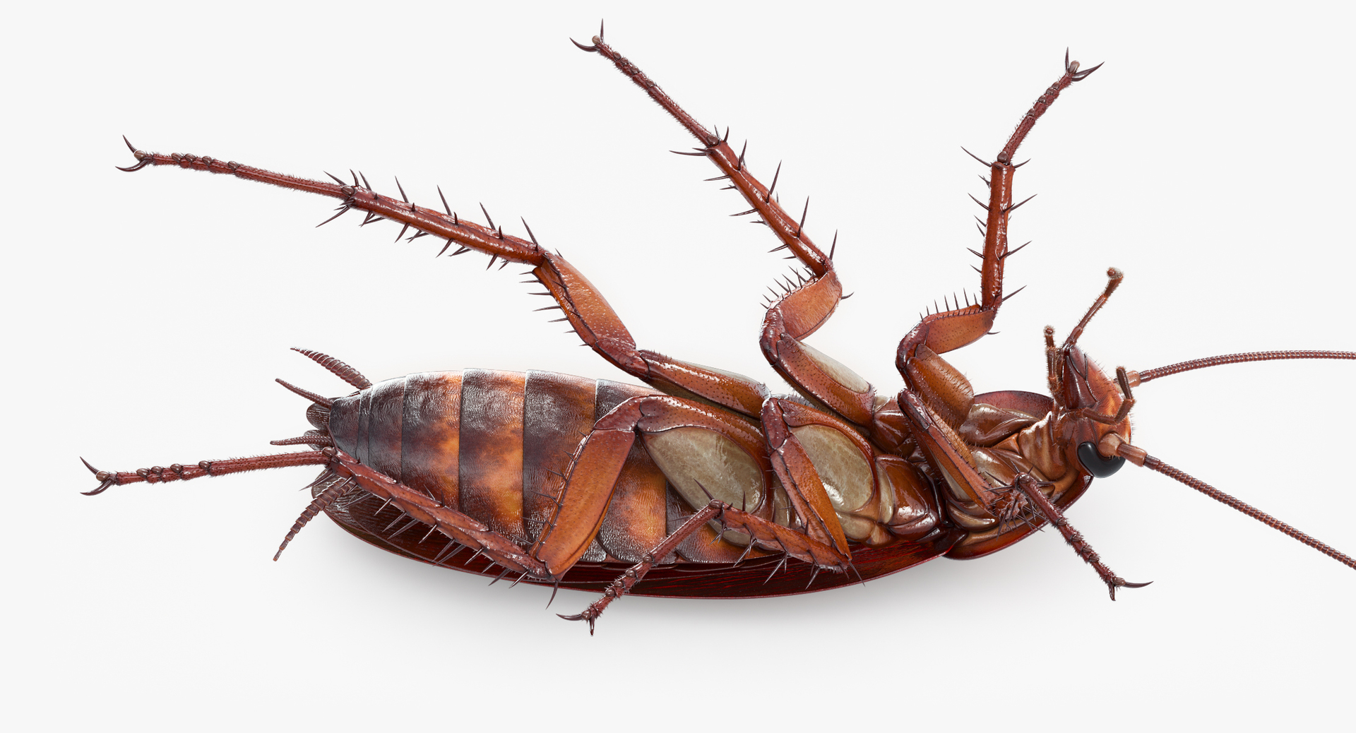 Cockroach american 3D model - TurboSquid 1178225