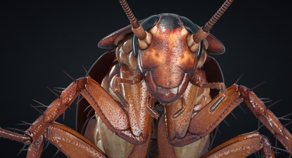 Cockroach american 3D model - TurboSquid 1178225