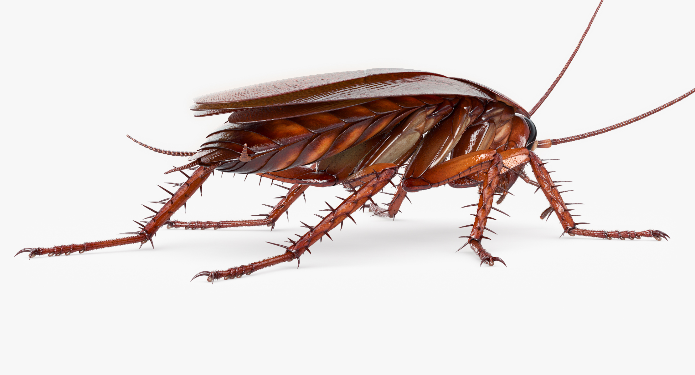 Cockroach american 3D model - TurboSquid 1178225