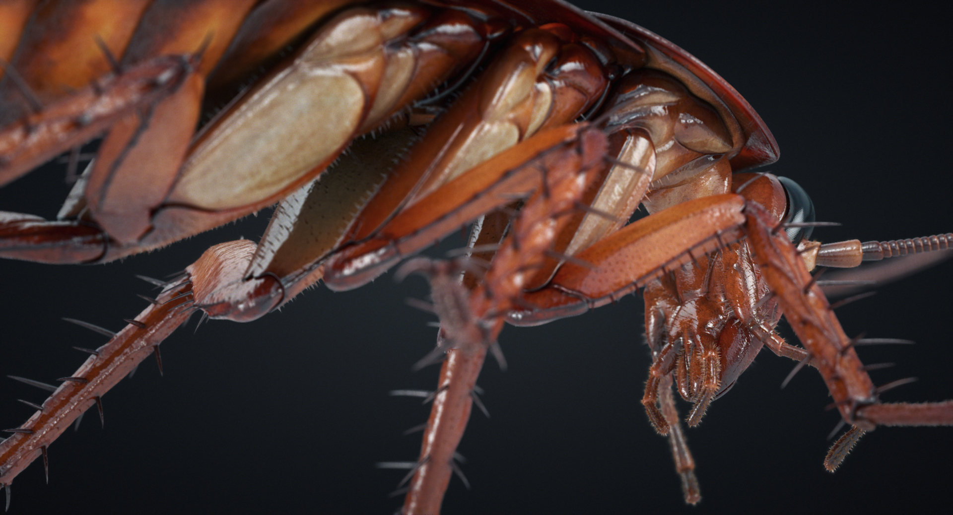 Cockroach american 3D model - TurboSquid 1178225