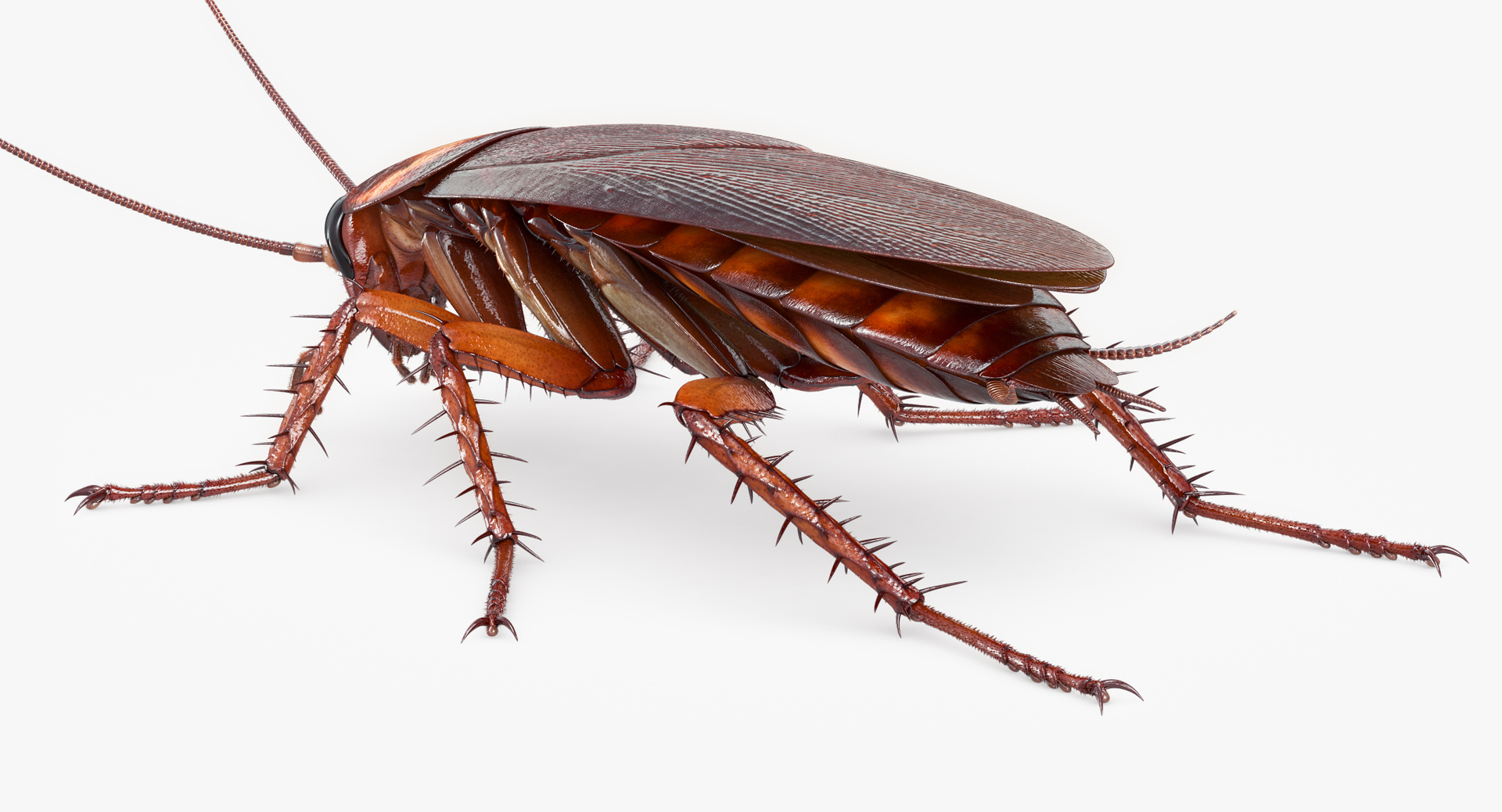 Cockroach american 3D model - TurboSquid 1178225