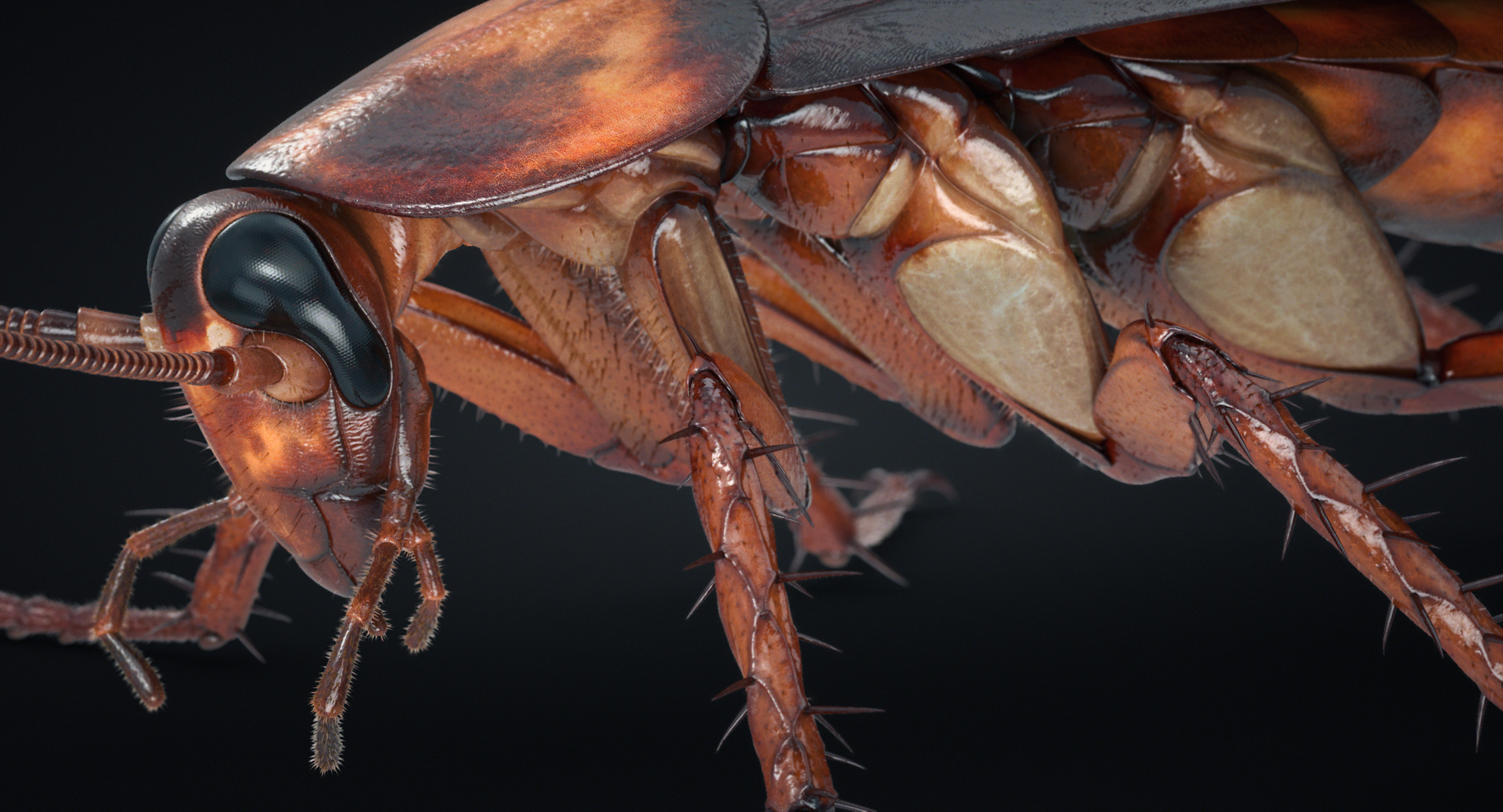 Cockroach american 3D model - TurboSquid 1178225
