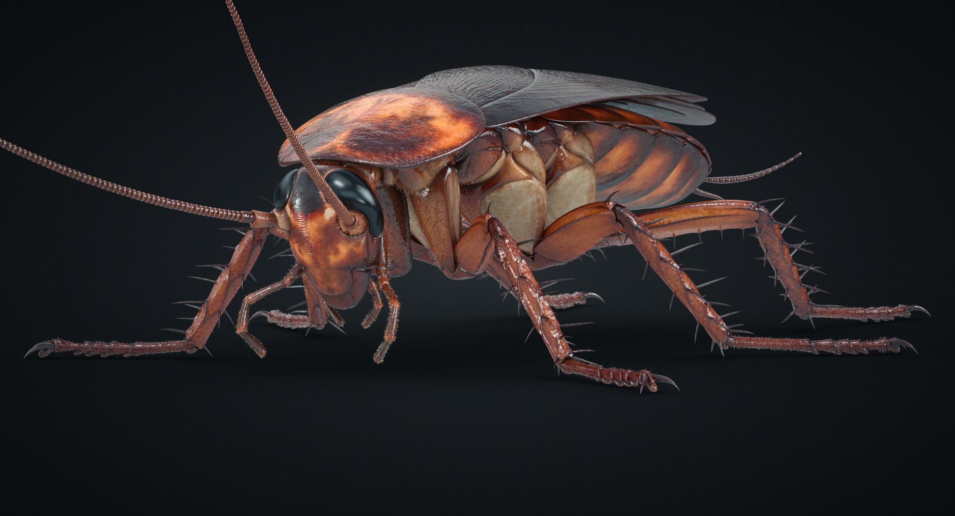 Cockroach american 3D model - TurboSquid 1178225