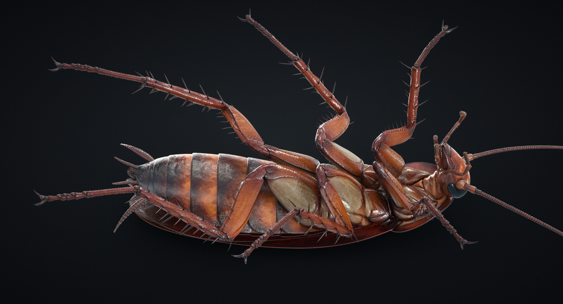 Cockroach american 3D model - TurboSquid 1178225