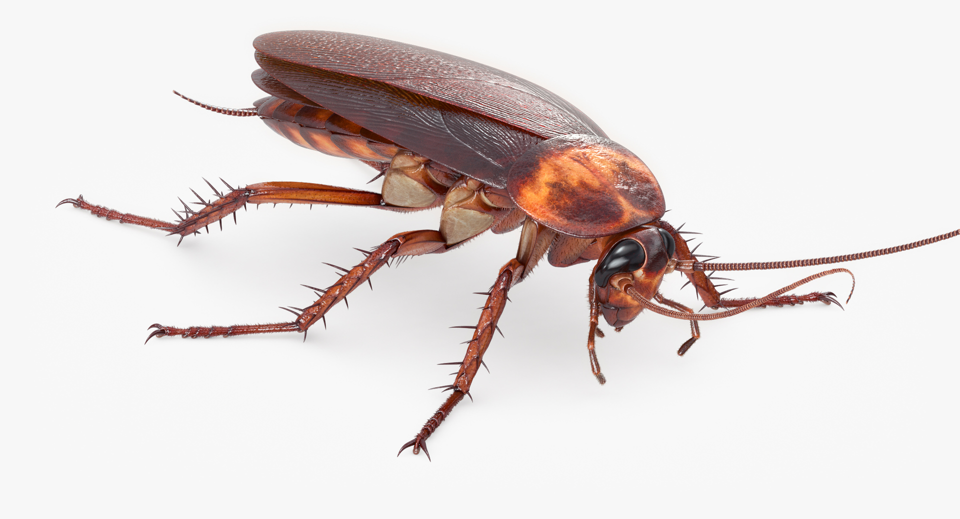 Cockroach american 3D model - TurboSquid 1178225
