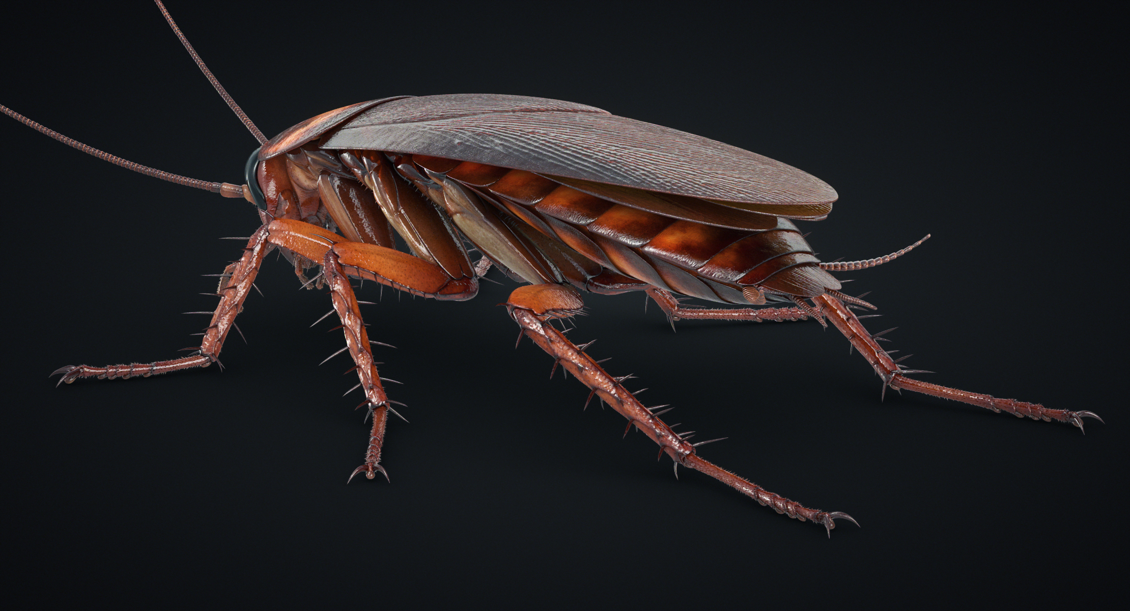 Cockroach american 3D model - TurboSquid 1178225
