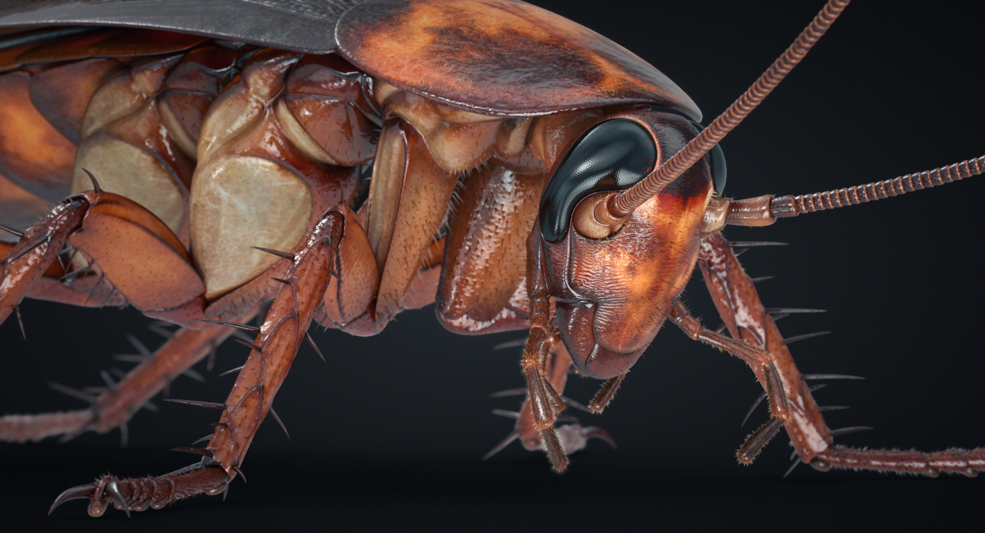 Cockroach american 3D model - TurboSquid 1178225