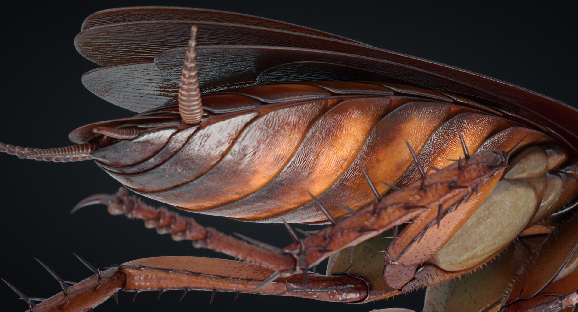 Cockroach american 3D model - TurboSquid 1178225