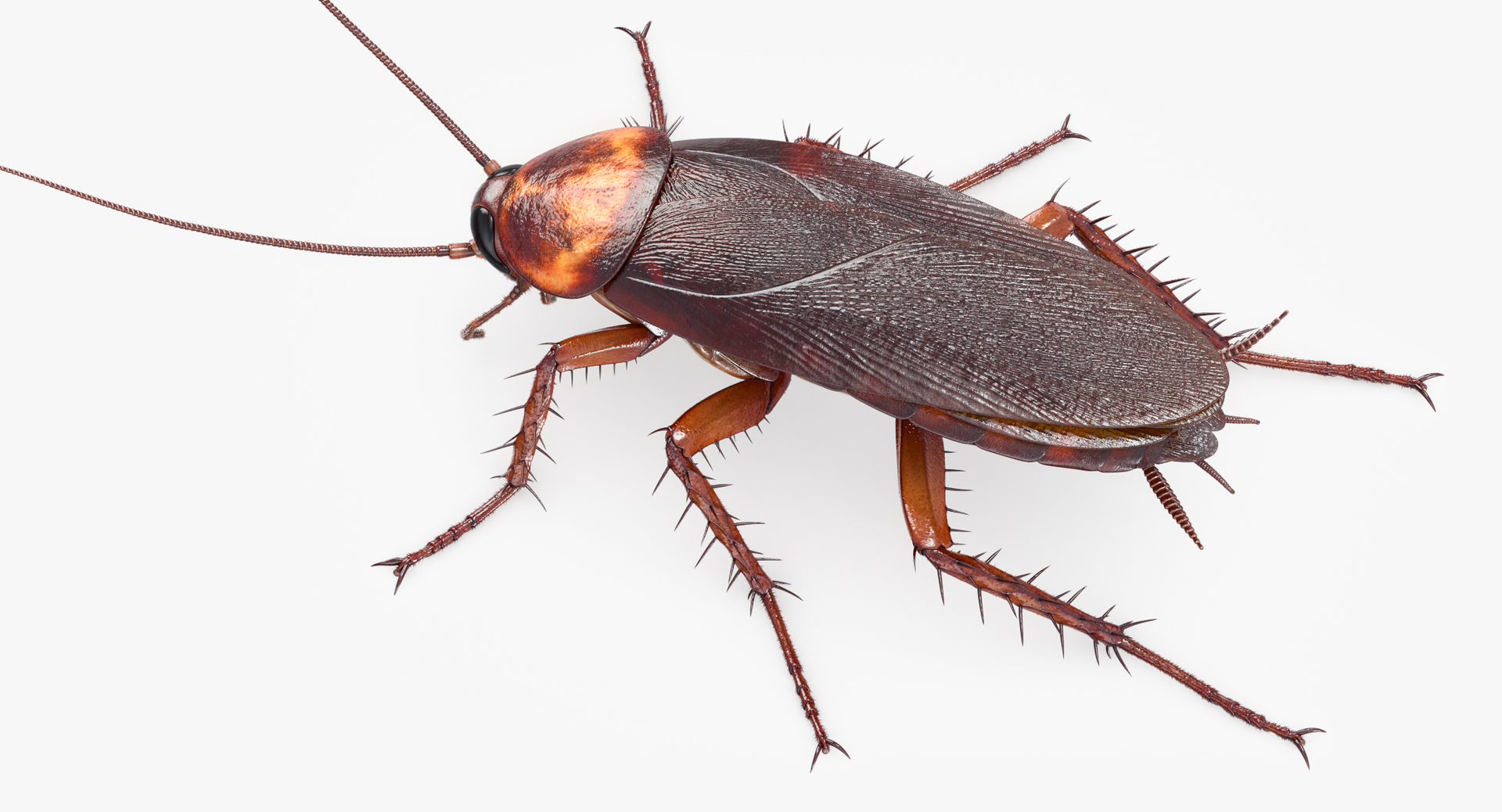 Cockroach american 3D model - TurboSquid 1178225