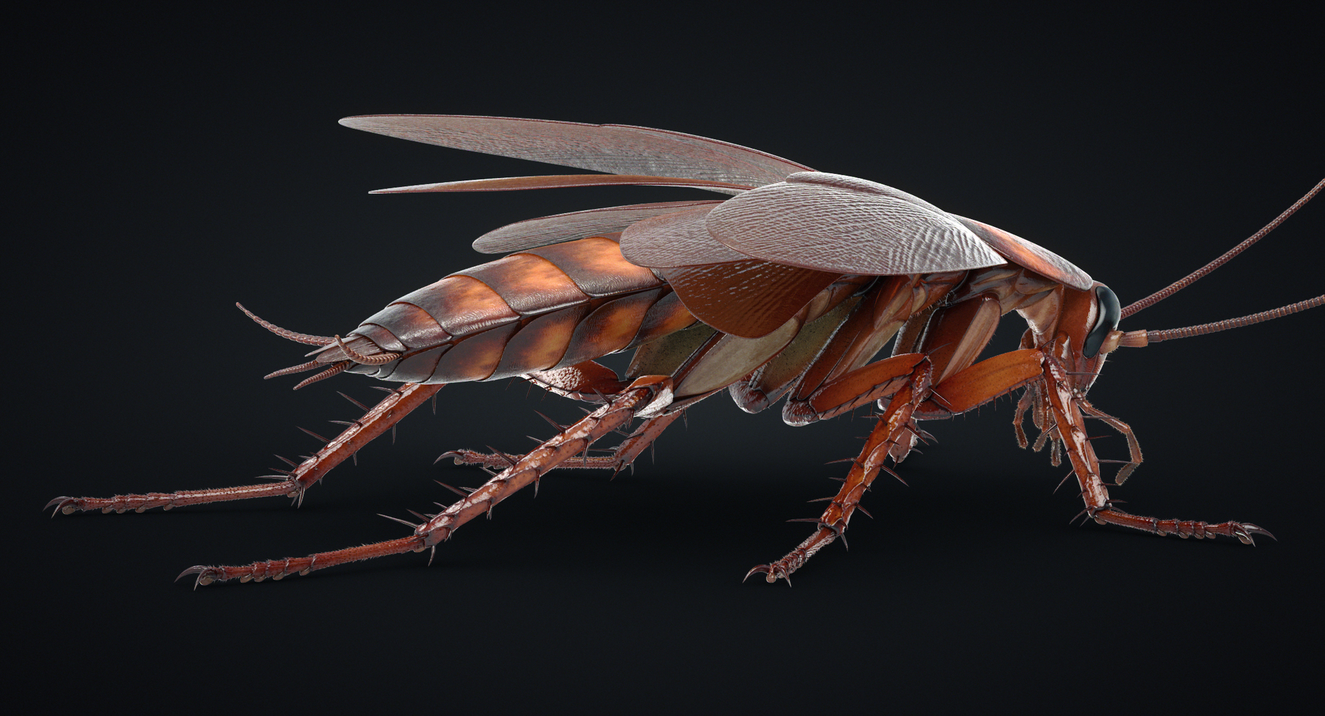 Cockroach american 3D model - TurboSquid 1178225