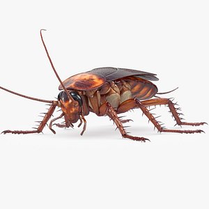 Download Free & Premium Cockroach 3D Models | TurboSquid
