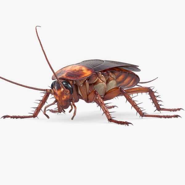 3D fur cockroach american model - TurboSquid 1633168