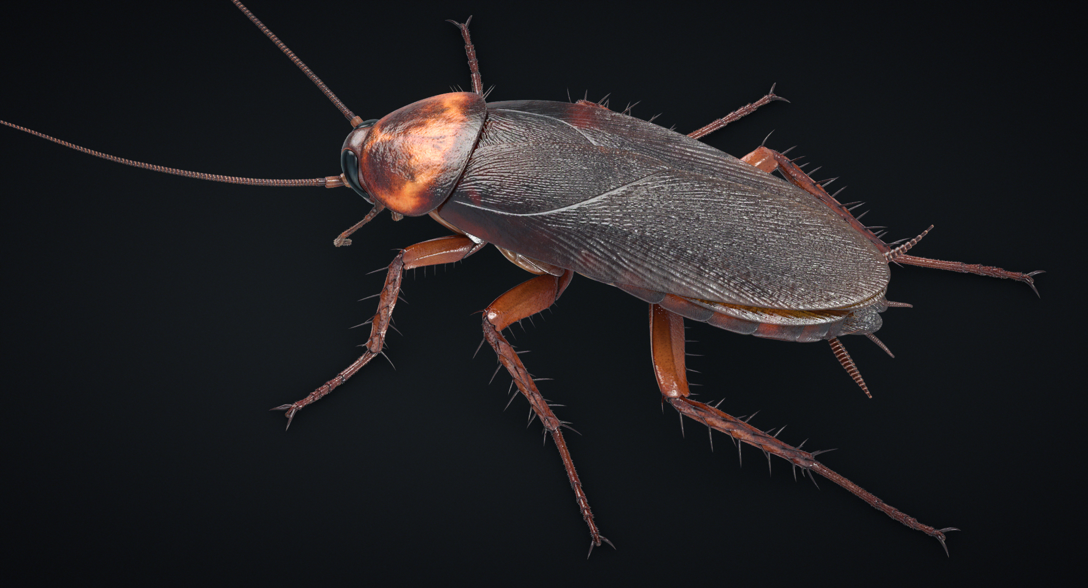 Cockroach american 3D model - TurboSquid 1178225