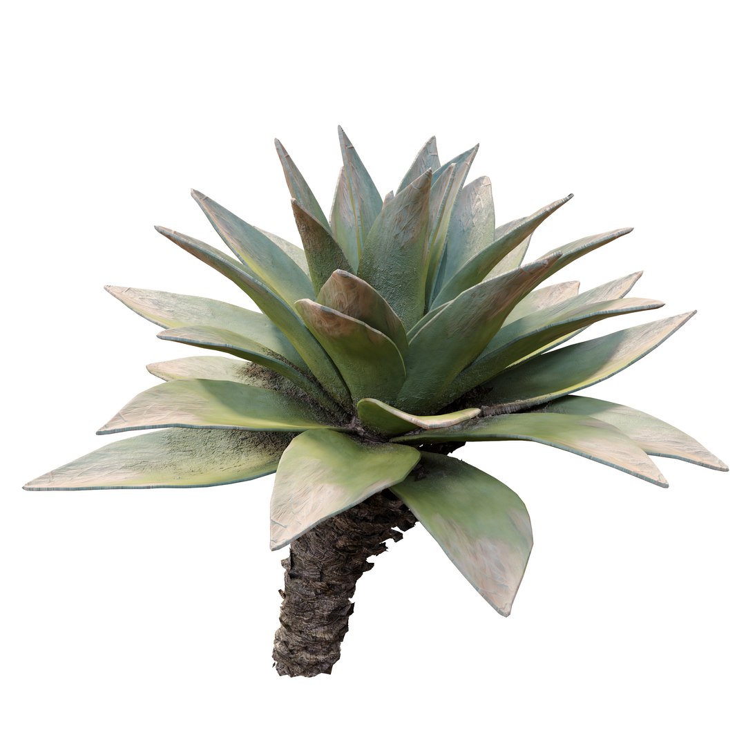 3D Model Agave 03 - TurboSquid 1959881