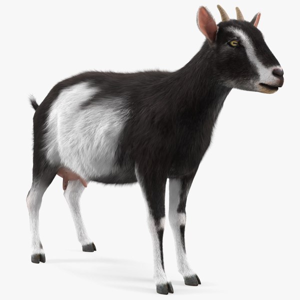 Free 3D Goat Models | TurboSquid