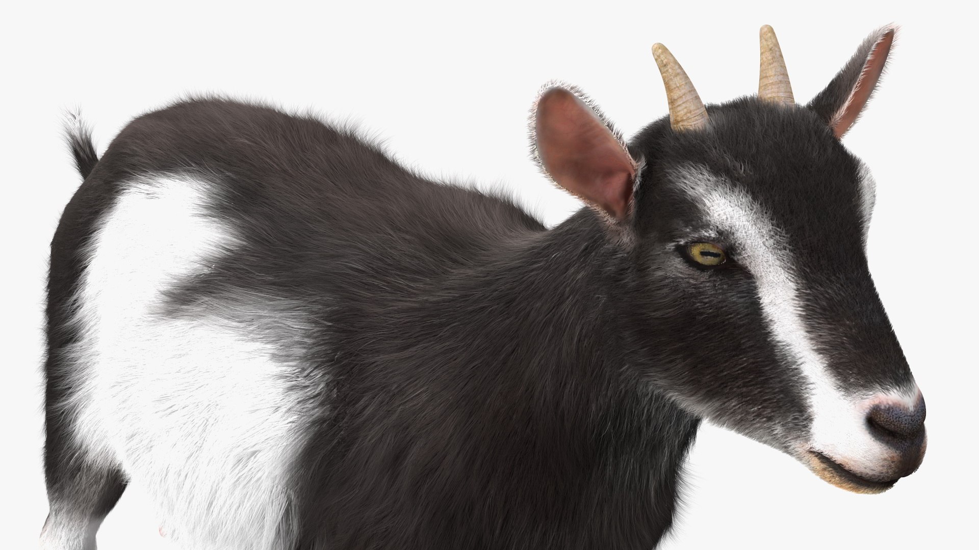 Domestic Goat Rigged Fur Model - TurboSquid 1992098