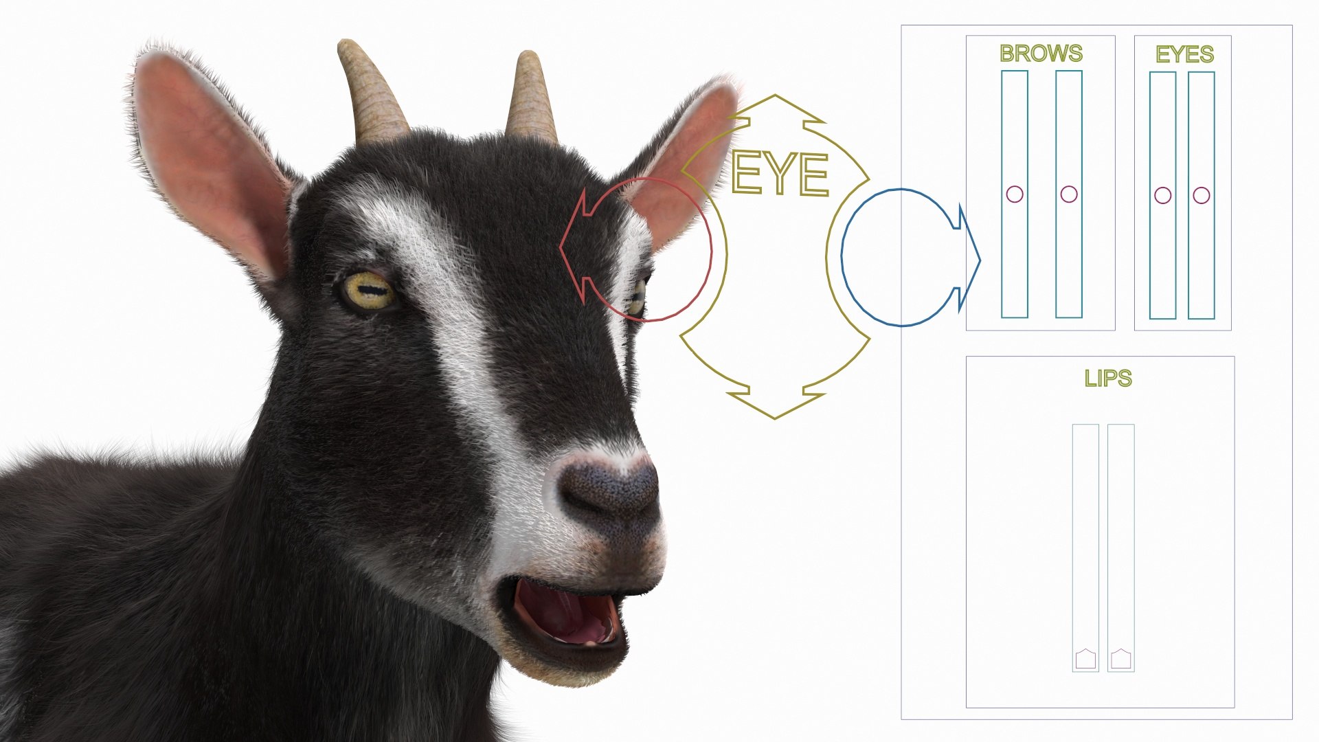 Domestic Goat Rigged Fur Model - TurboSquid 1992098